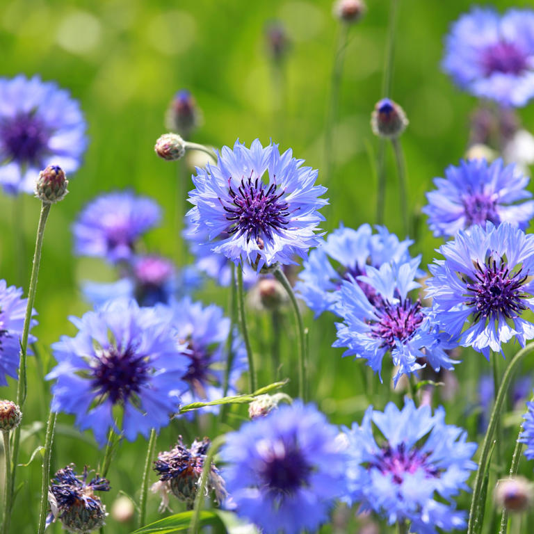 5 flowering plants you can plant in May that will have birds flocking ...