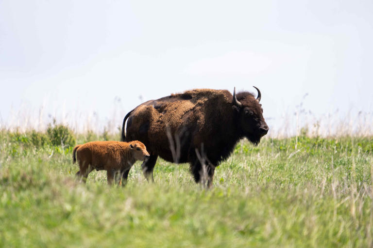 Rare white bison calf driving surge of interest at Neal Smith Refuge