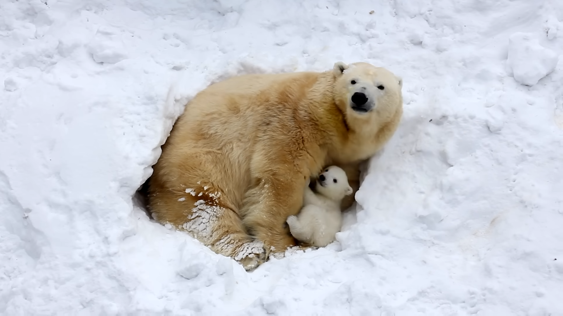 Watch a massive grizzly-polar bear hybrid hunt across the Arctic