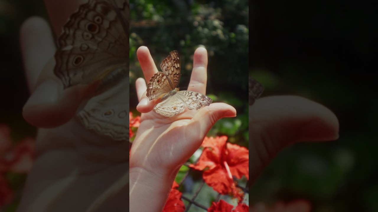 The butterfly effect