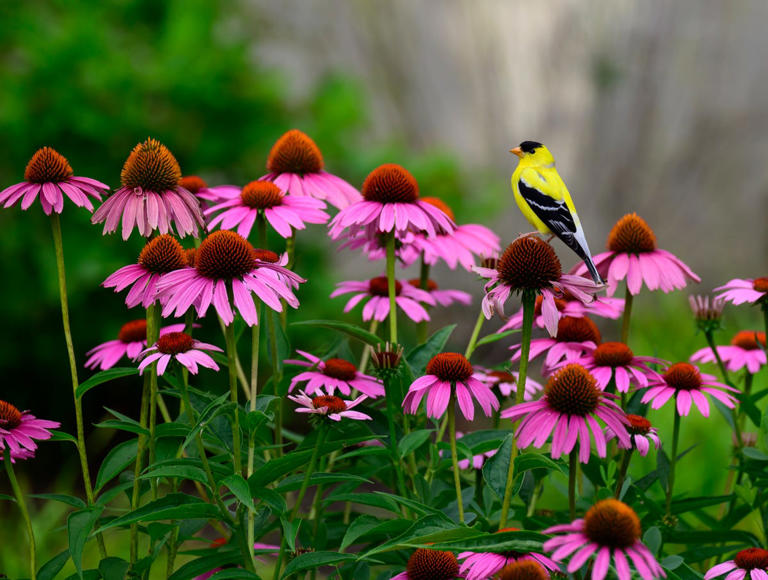 Purple is set to be the biggest garden colour trend of 2026 — 9 easy ...