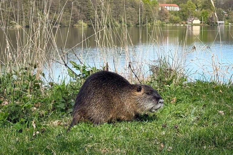 Schleswig-Holstein startet Pilotprojekt zur Nutria-Jagd
