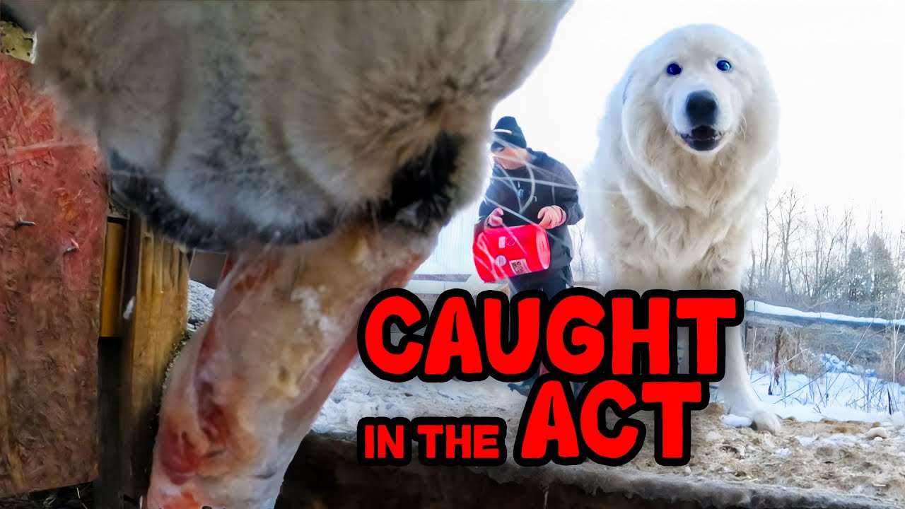 Farm dog drama: The great bone theft incident