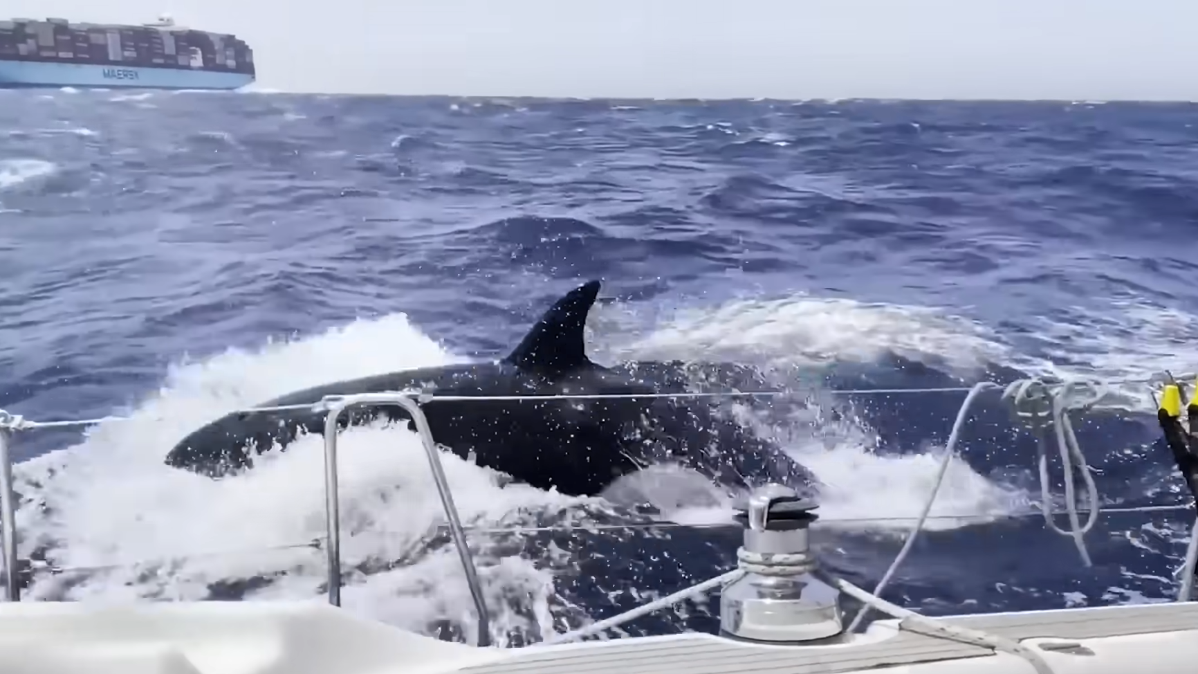 Watch orcas attack a boat’s rudder - then leave it dead in the water