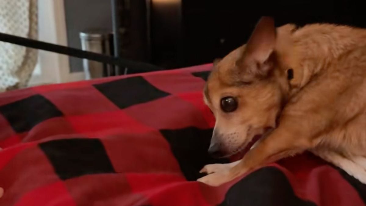 Senior dog struggles to trust: millions moved to tears by her brave ...