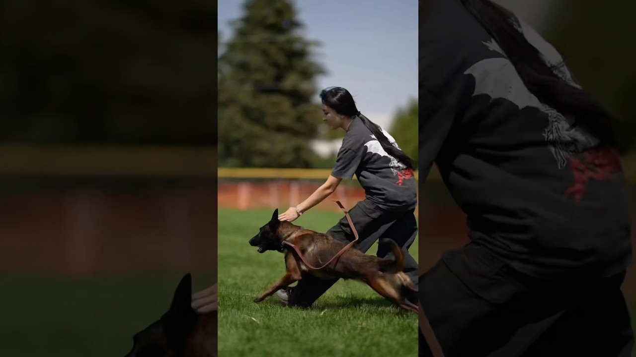 Watch a Belgian Malinois age from puppy to adult before your eyes
