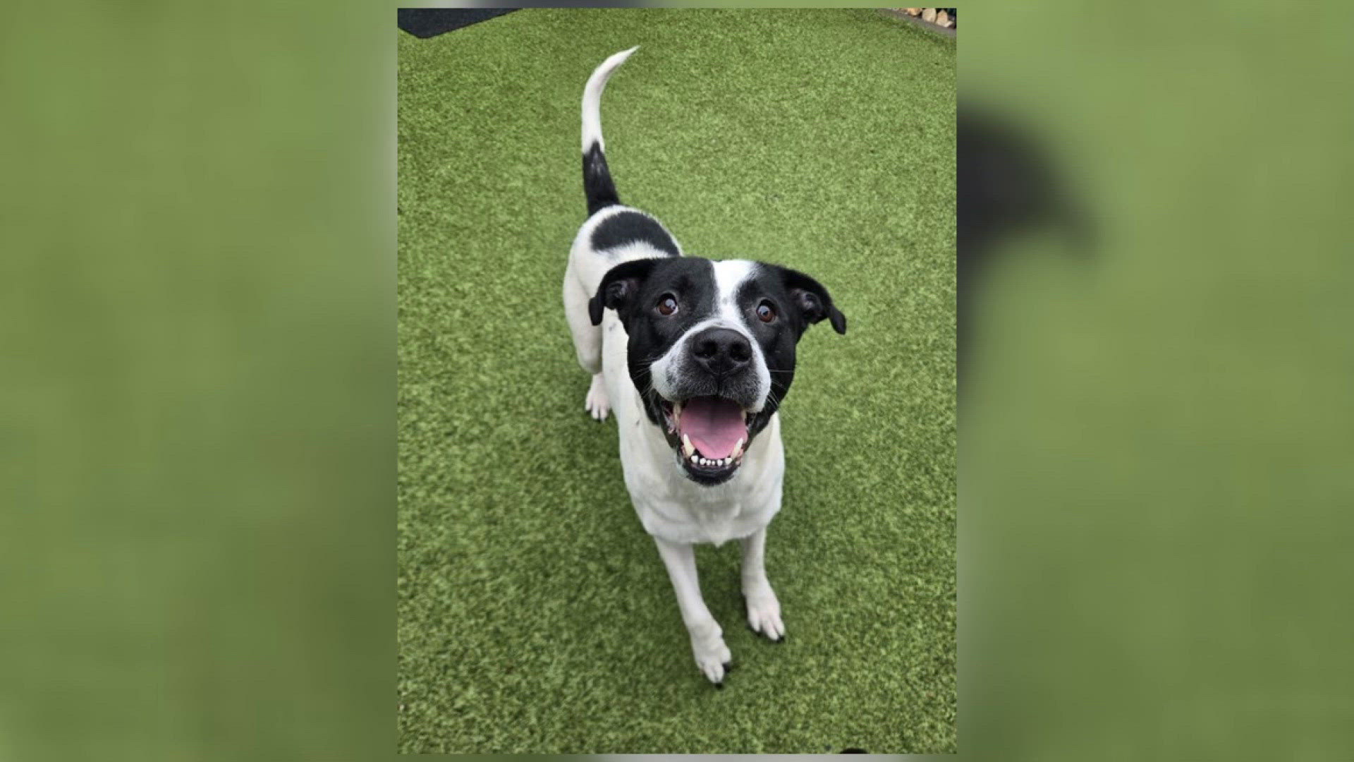 Pet for adoption: May 8, 2026