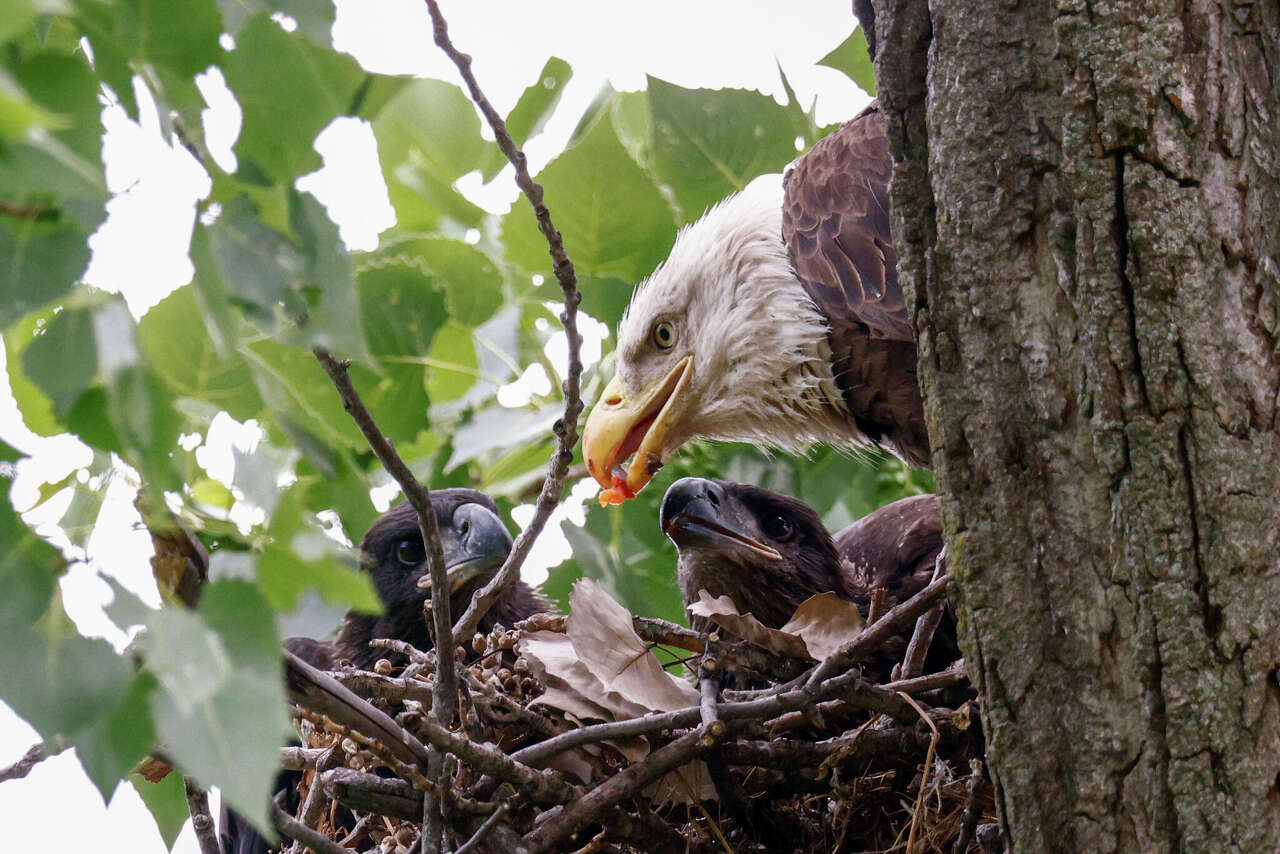 Baby eaglets ruffle some feathers at White Rock Lake as they learn to fly