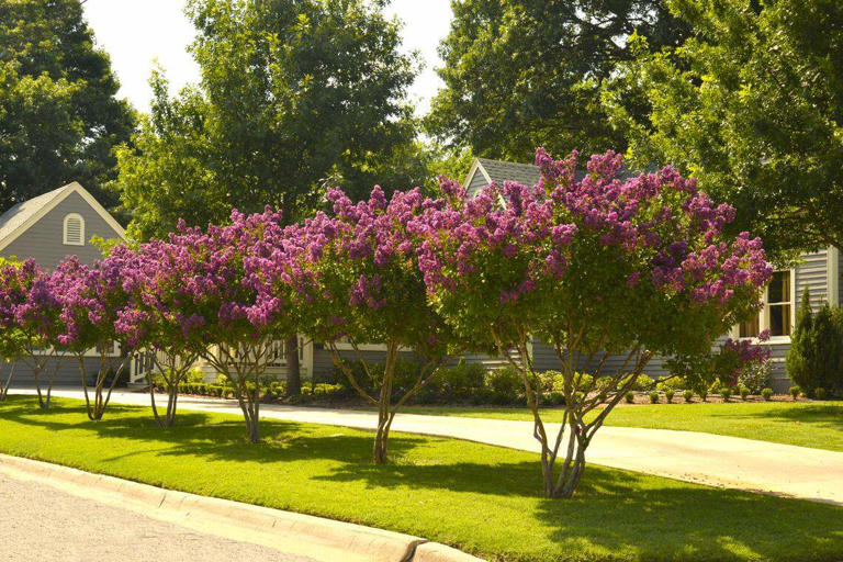 Crape myrtles are starting to bloom. Here's how to get the best out of them