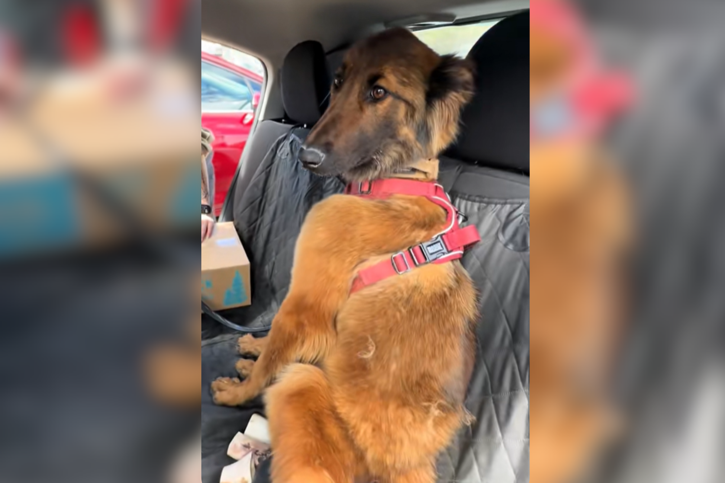 Hysterics as woman finds dog waiting in her car—there’s just one problem