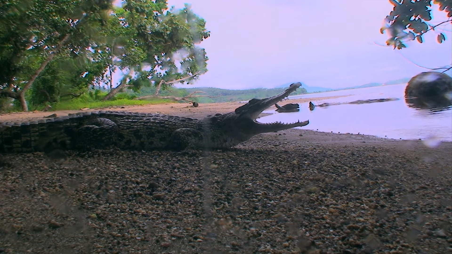 Crocodile vs human - The ambush attack victims never see coming