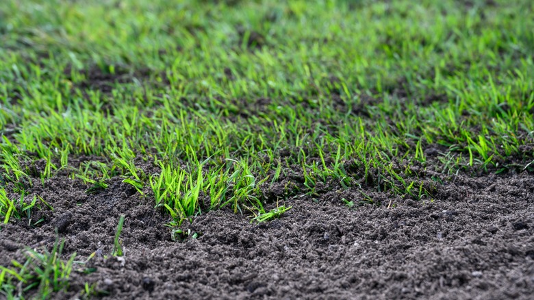 5 materials you can use to top-dress your lawn (& which is best for ...