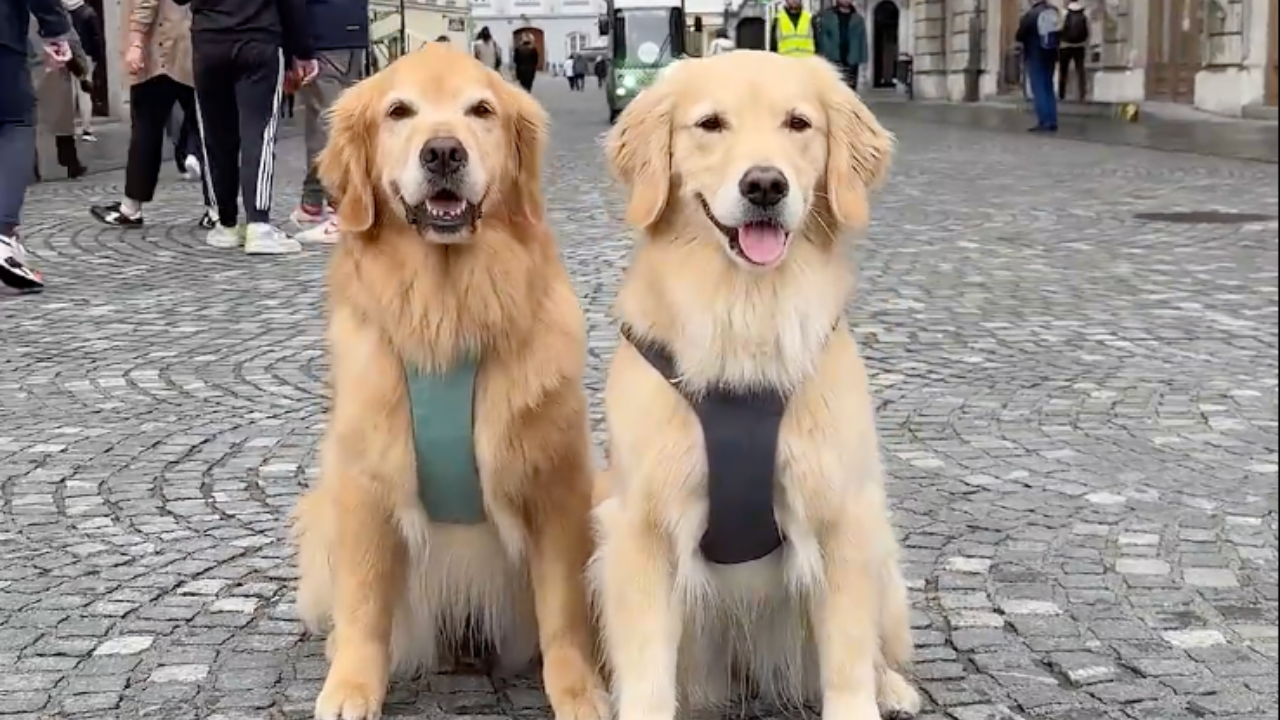 We surprised fans with dog hugs around the world