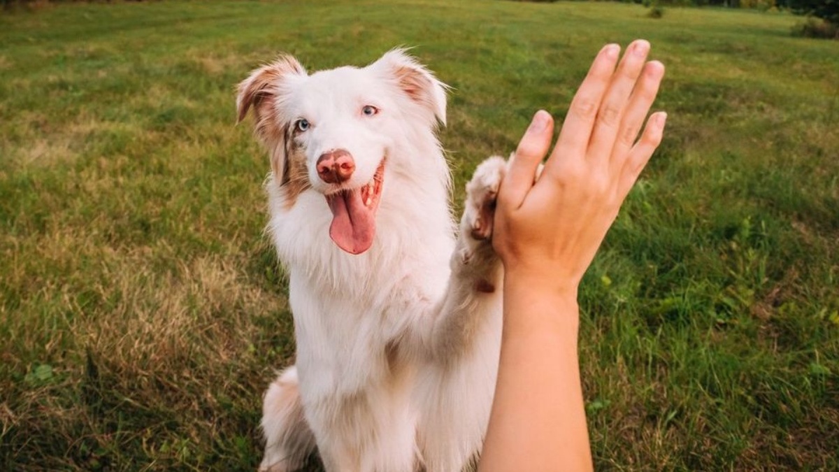 10 things your dog understands about your emotions without you saying a ...