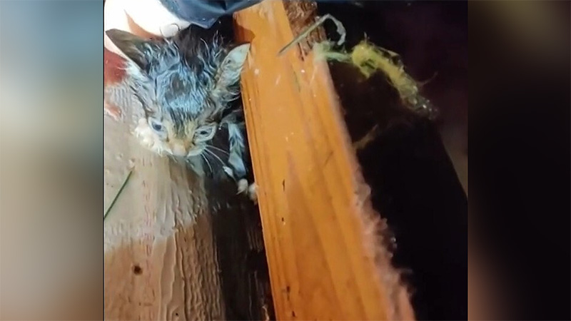 Faint meow in rubble of tornado leads to stunning rescue