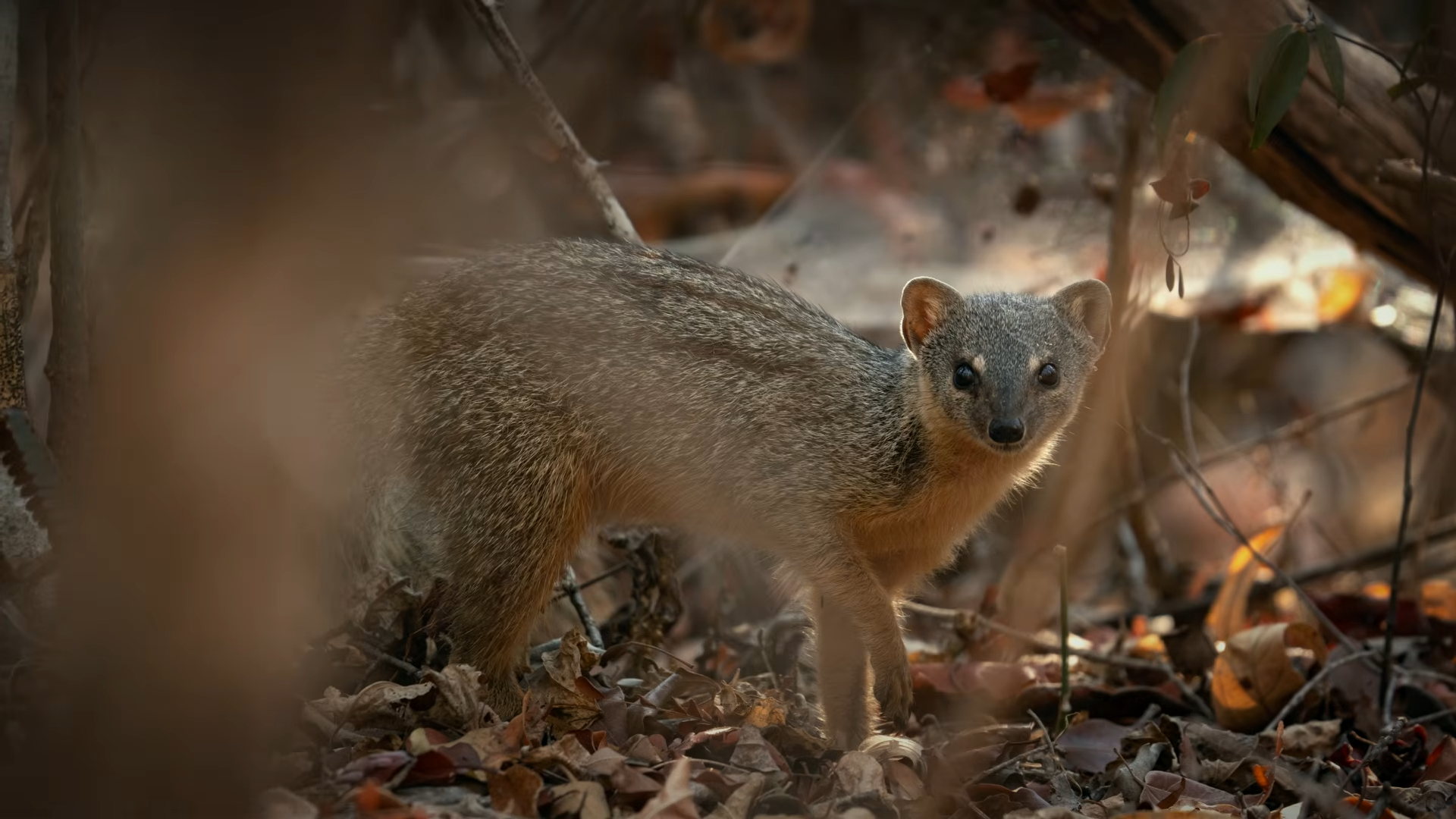 Watch what happens when a fossa hunts like a jungle assassin