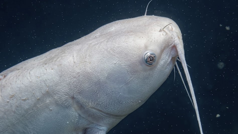This shouldn’t be underwater - then it started moving
