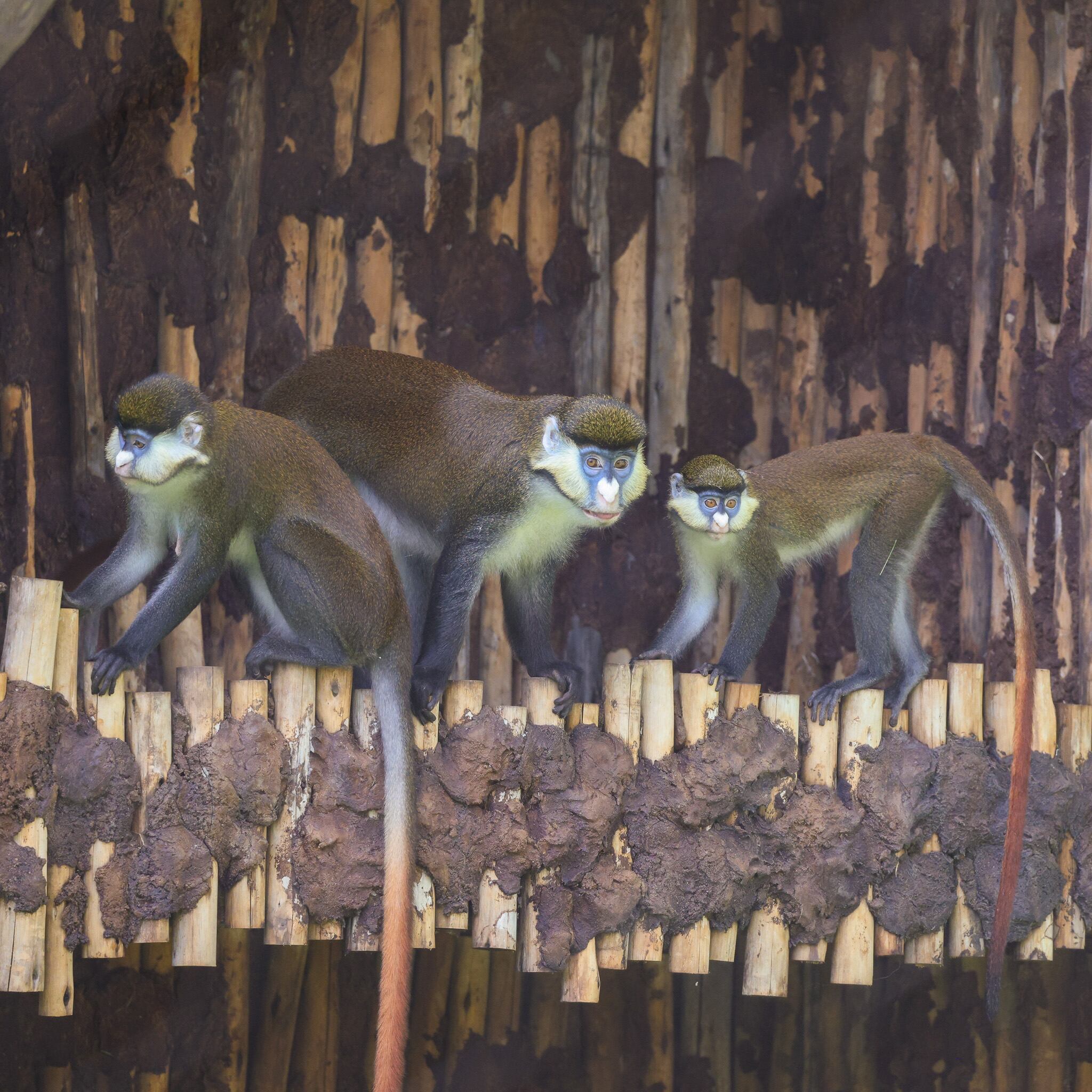 Small, colorful monkey family joins the line-up at Nashville Zoo