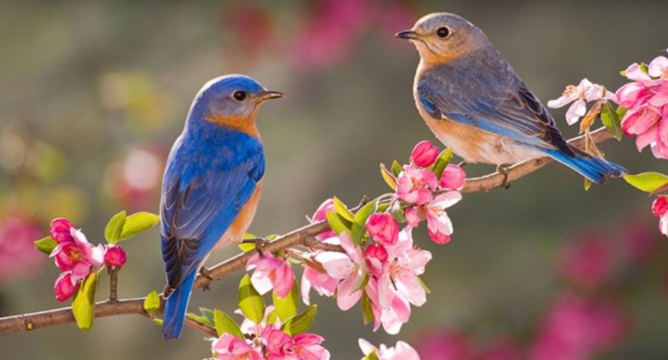 Bringing back the bluebirds: Your essential guide to a thriving ...