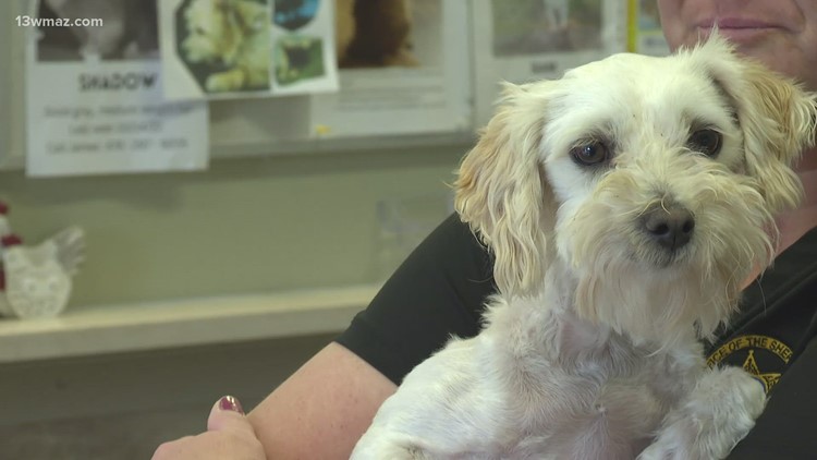 Record $1.15 million to be awarded for dog and cat spay/neuter programs ...