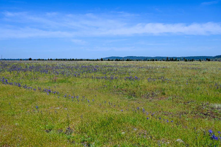 JBLM has secret, undeveloped prairies. Here's how to access them