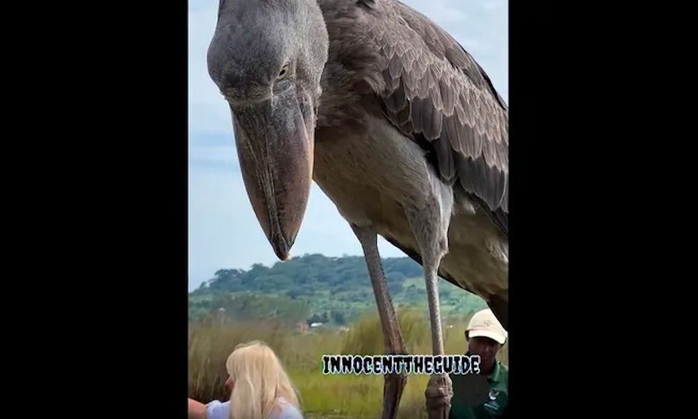 Giant dinosaur-like bird issues 'death stare' to Uganda photographer