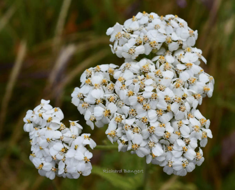 Nature awakens for spring on Alameda Point Airfield