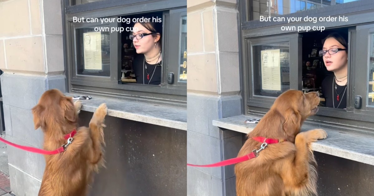 Golden retriever successfully orders his own pup cup