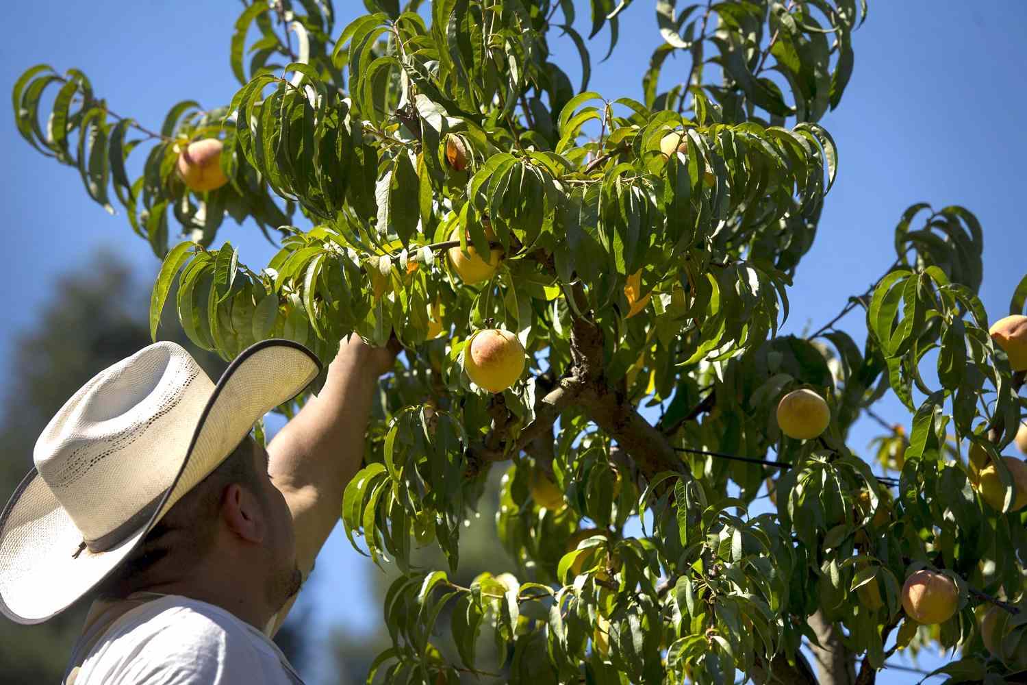 Calif. farmers prepare to destroy 420,000 peach trees after Del Monte ...