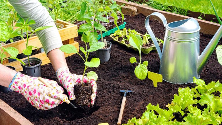 The biggest mistake you could make when growing eggplant in your garden