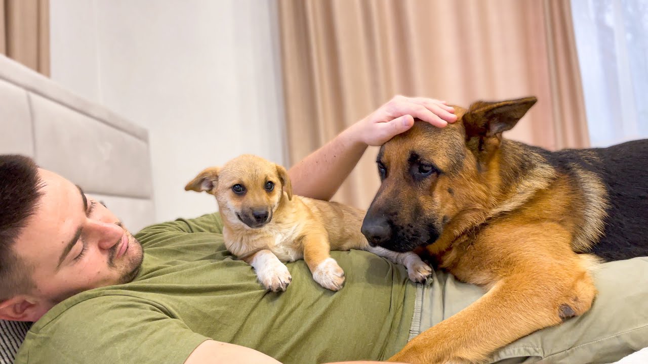 German shepherd shares cuddles with tiny puppy