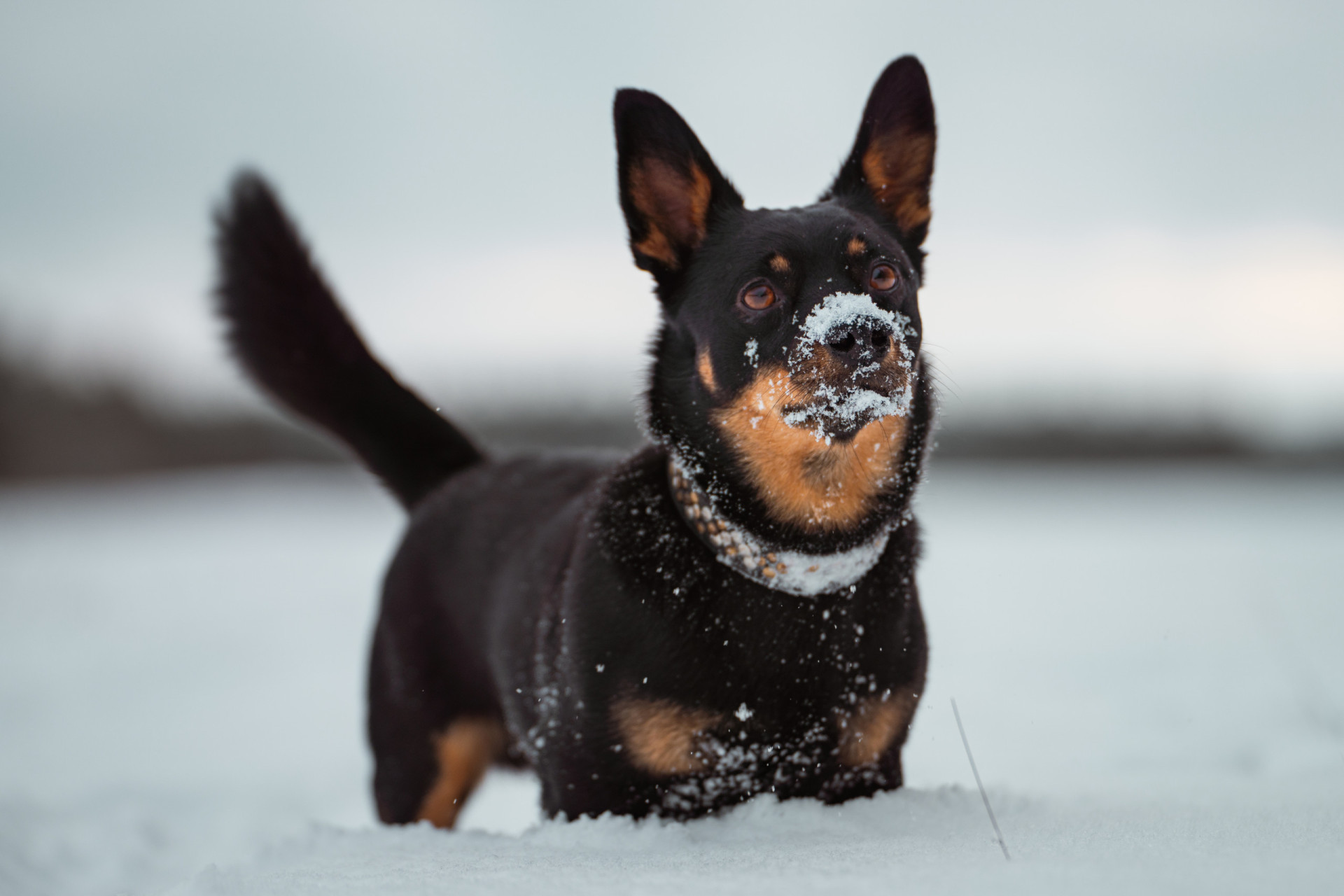 New dog breeds you've probably never heard of