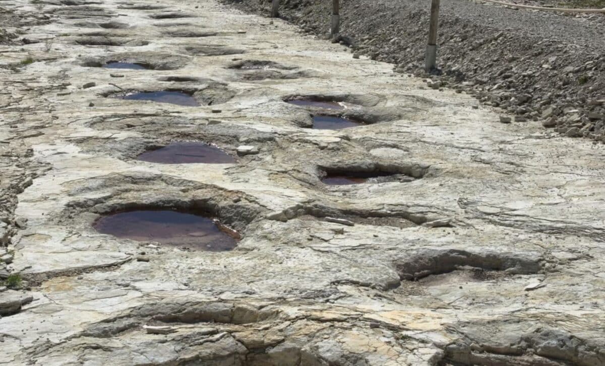 Scientists have just uncovered the world’s longest dinosaur footprint ...