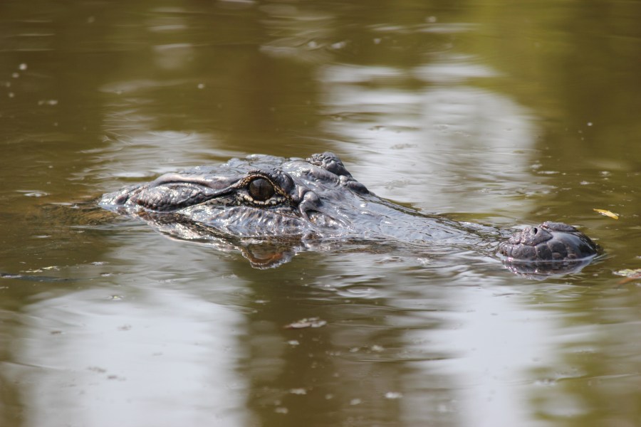 Bill to create recreational alligator hunting season in Louisiana ...