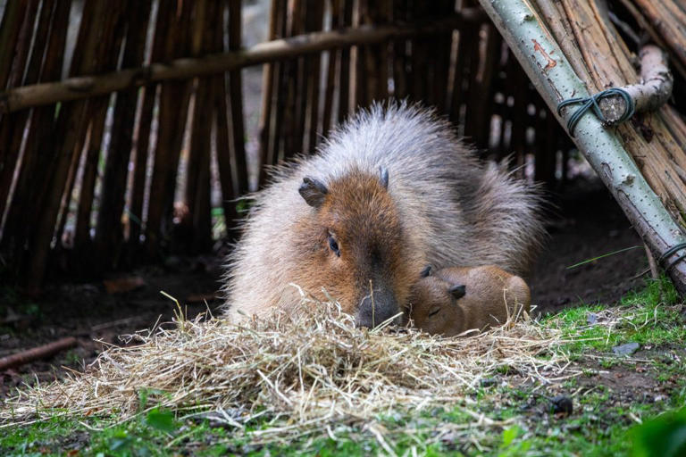 First baby capybara born in Scotland in nearly 20 years