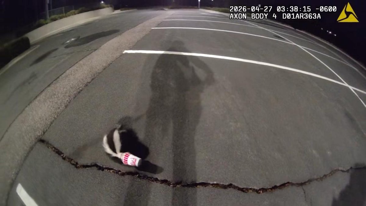 Watch: Colorado police officer rescues skunk with head stuck in cup