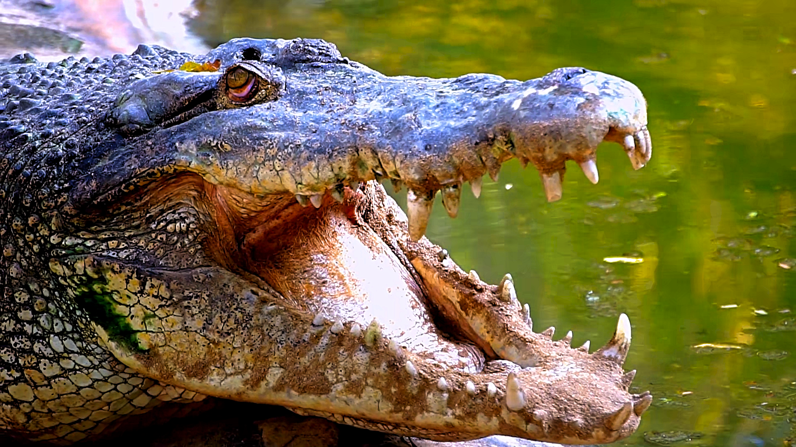 I didn’t expect to see what was inside a crocodile’s mouth when I ...