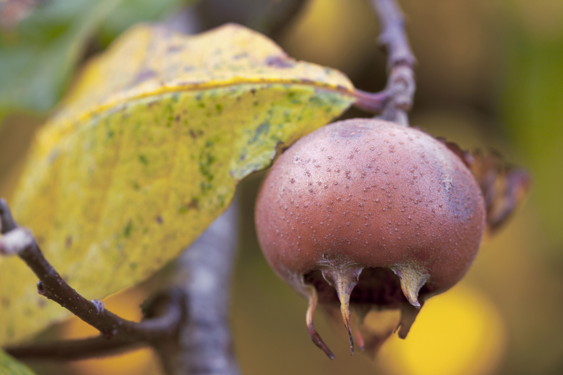 Fruits, vegetables, and herbs that the world forgot