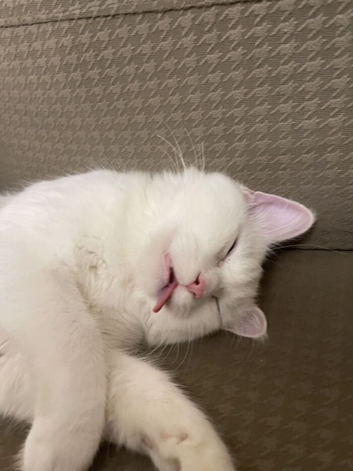 49 awkward pet photos that are pure comedy gold