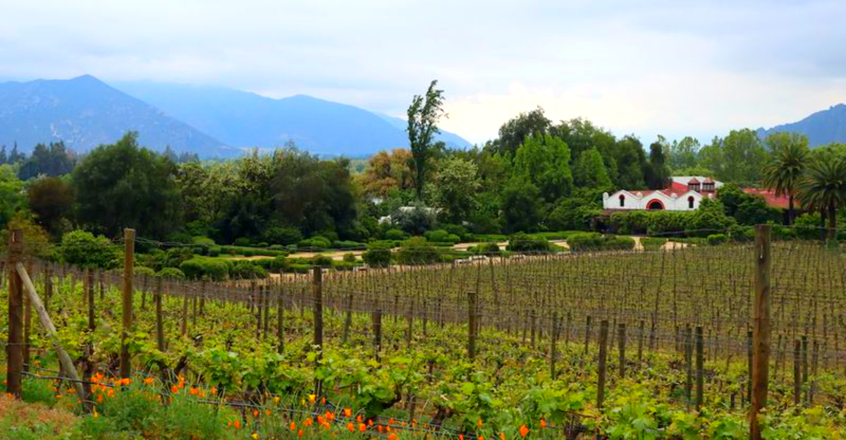 14 wine regions in South America that rival Europe