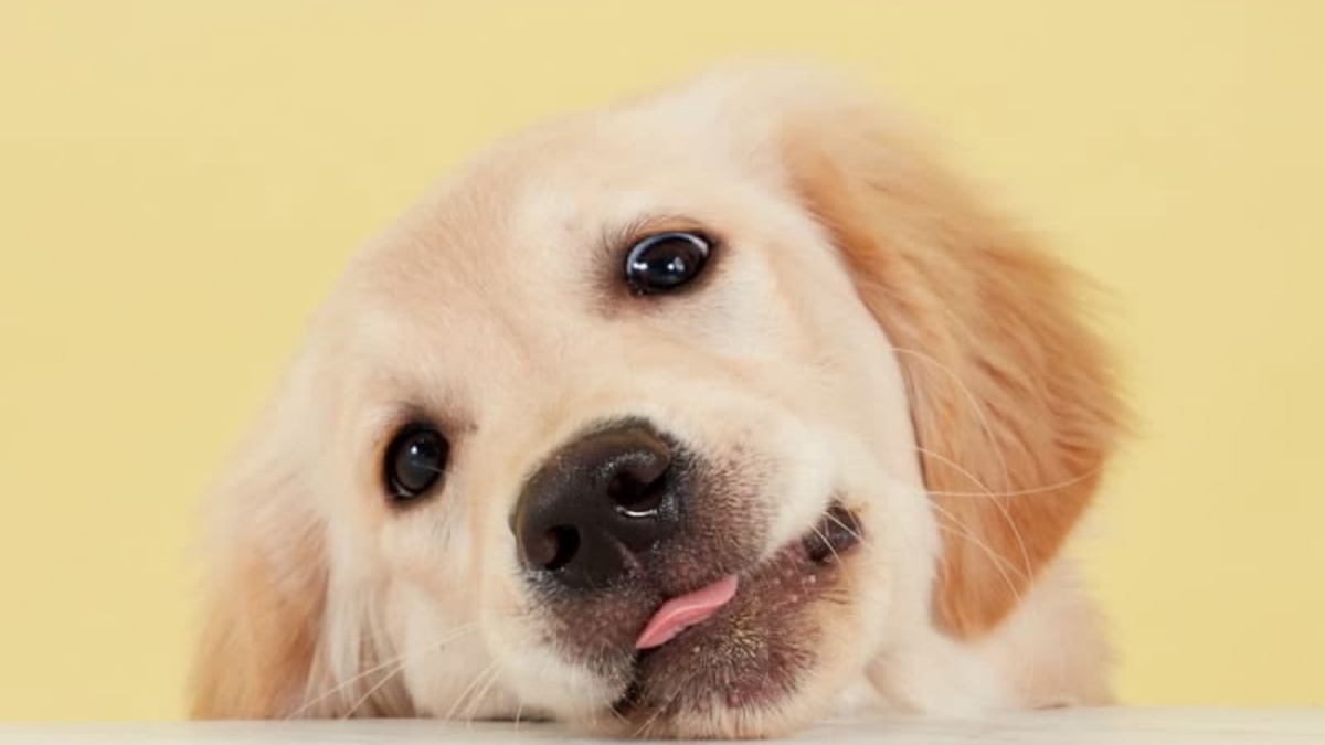 10 things your dog understands about your emotions without you saying a ...
