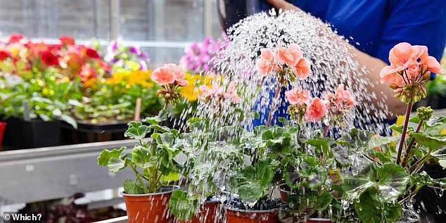 You're watering your plants wrong! Experts reveal the most effective method