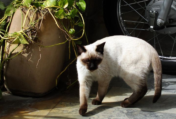 10 Siamese cat variations and what makes each one special