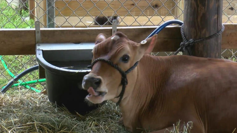 QC 4-H members shine at state livestock judging contest