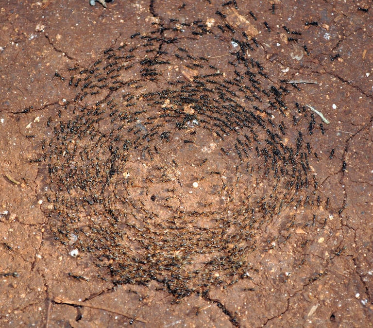Artificial light at night causes these animals to run in deadly circles