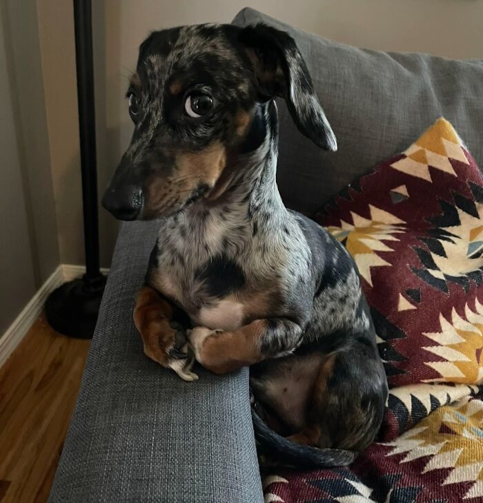 49 awkward pet photos that are pure comedy gold