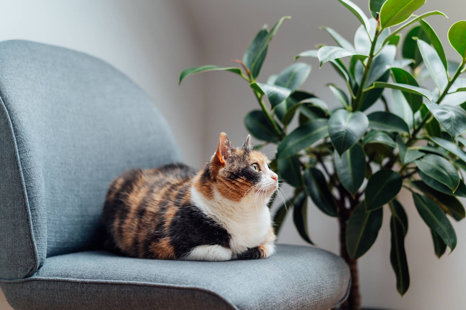 We're crying over this senior cat visiting her old home