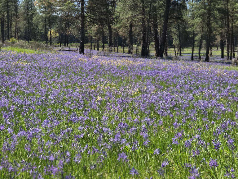 JBLM has secret, undeveloped prairies. Here's how to access them