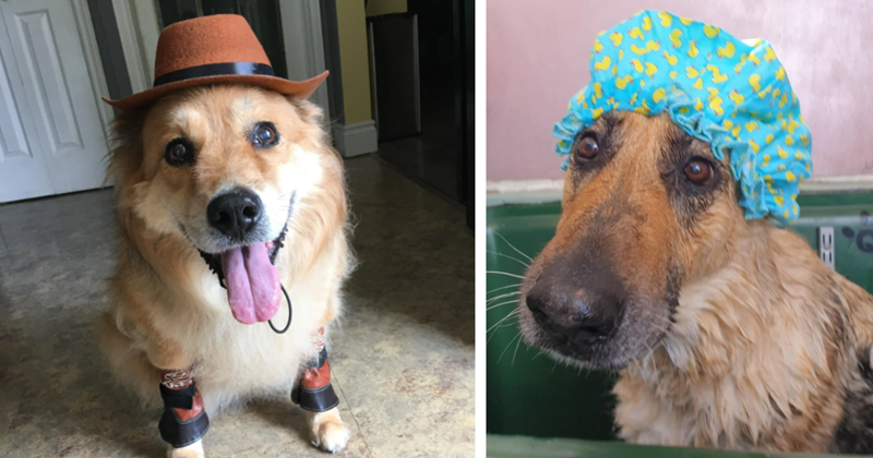 28 Hat Having Doggos Proudly Presenting their Heartwarming Head Gear