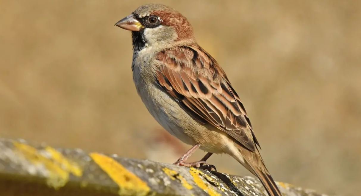 Your guide to 6 familiar sparrow birds